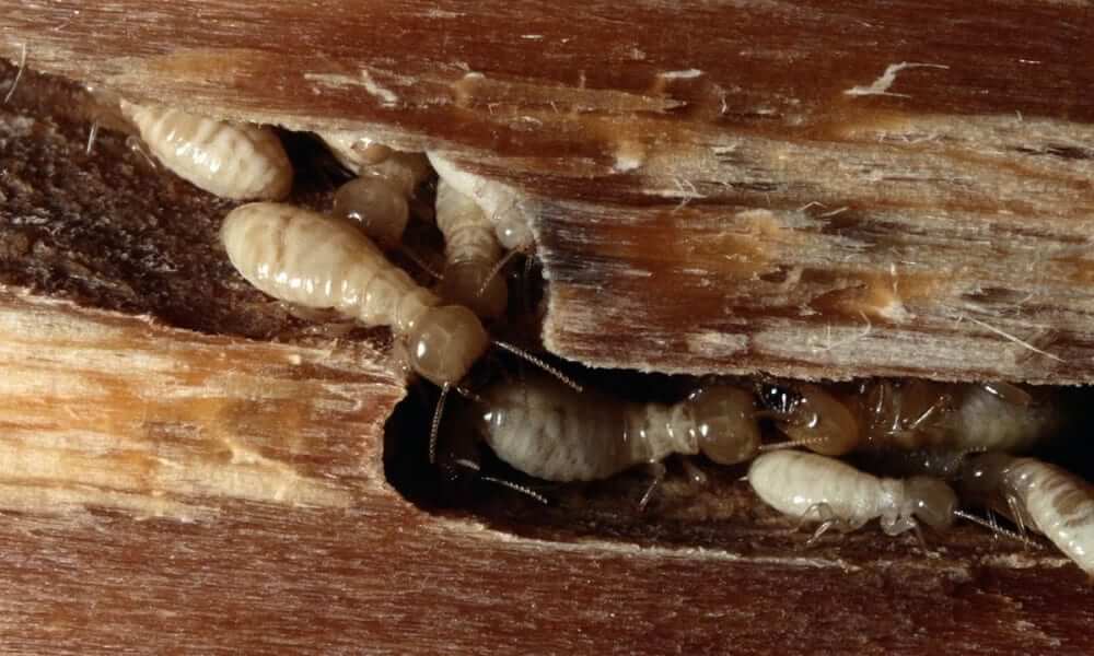 Como Eliminar o Cupim de Madeira